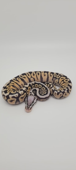Nr Mandarin Firefly Spotnose Het Clown Ball Python by Blind Mice Reptiles
