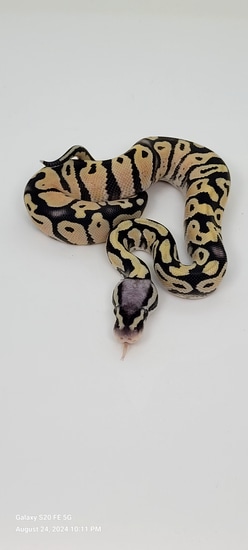 Pastel Desert Ghost Het Vpi Axanthic Ball Python by Blind Mice Reptiles