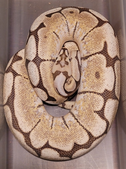 Spider Dh Desert Ghost Clown Proven Breeder Ball Python by Blind Mice ...