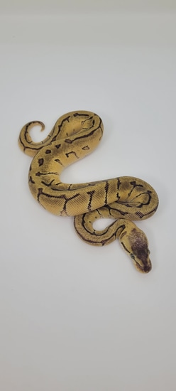 Enchi Lemonblast Dh Vpi Clown Ball Python by Blind Mice Reptiles