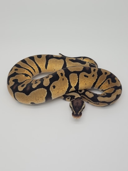 Pastel Lace Het D-stripe Ball Python by Blind Mice Reptiles