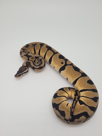 Pastel Lace Het D-stripe Ball Python by Blind Mice Reptiles