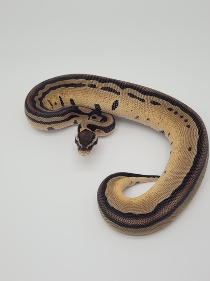 Pastel D-stripe 100% Het Desert Ghost Ball Python by Blind Mice Reptiles