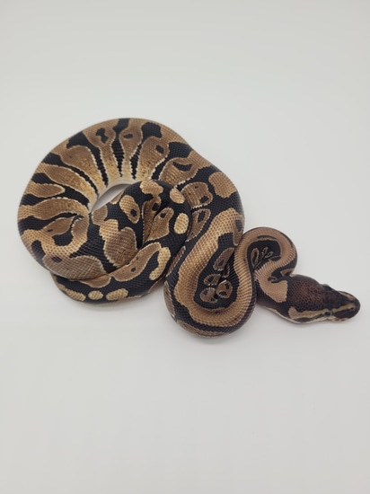 100% Het D-stripe Male Ball Python by Blind Mice Reptiles