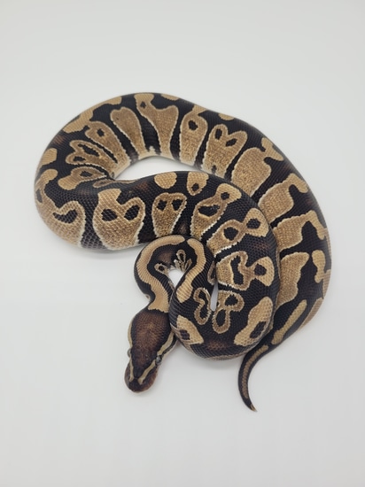 Triple Het D-stripe Clown Hypo Ball Python by Blind Mice Reptiles