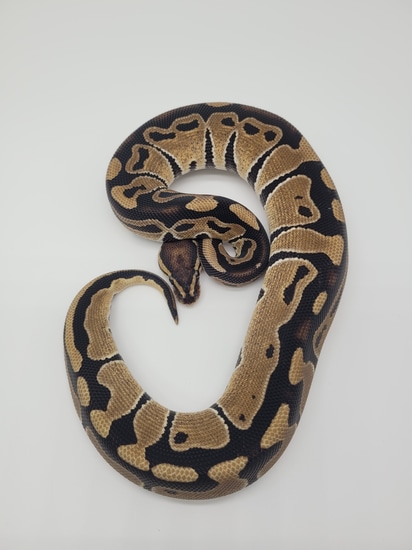 Fire Enchi Dh D-stripe Clown Pos Het Dg Hypo Ball Python by Blind Mice ...