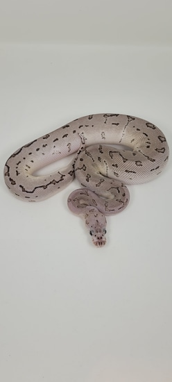 Fire Pinstripe Vpi Axanthic Clown Ball Python by Blind Mice Reptiles