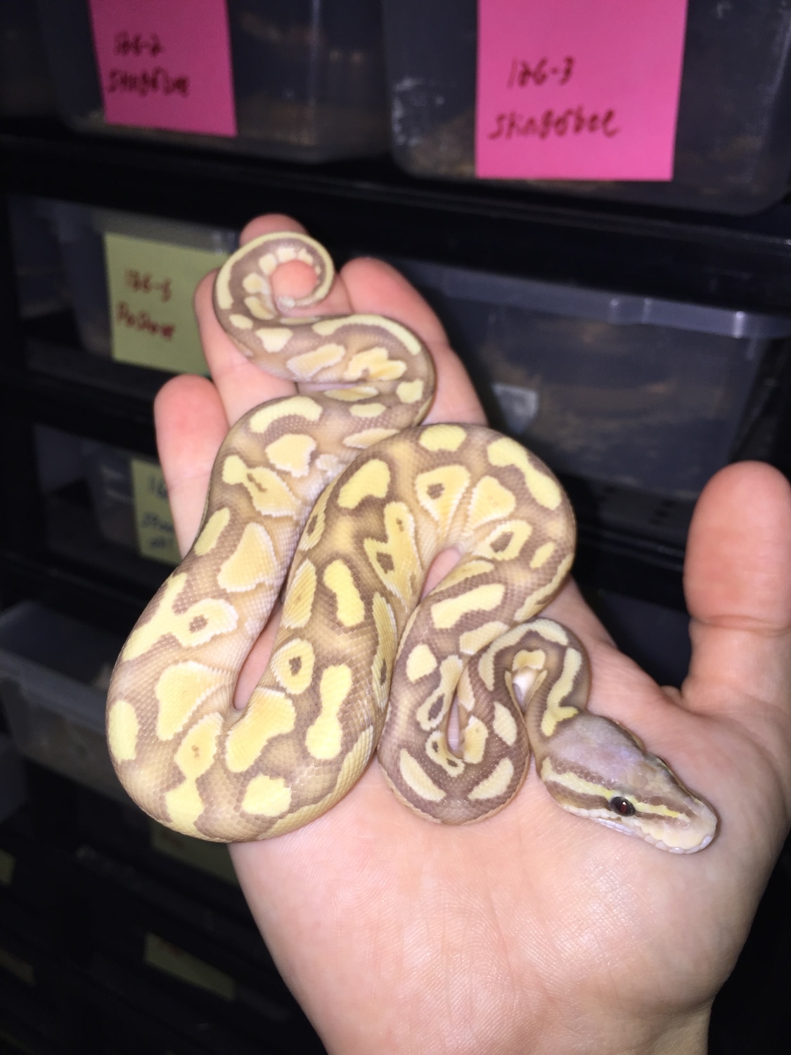 Banana Pastel Butter Ball Python by Trademark Exotics - MorphMarket