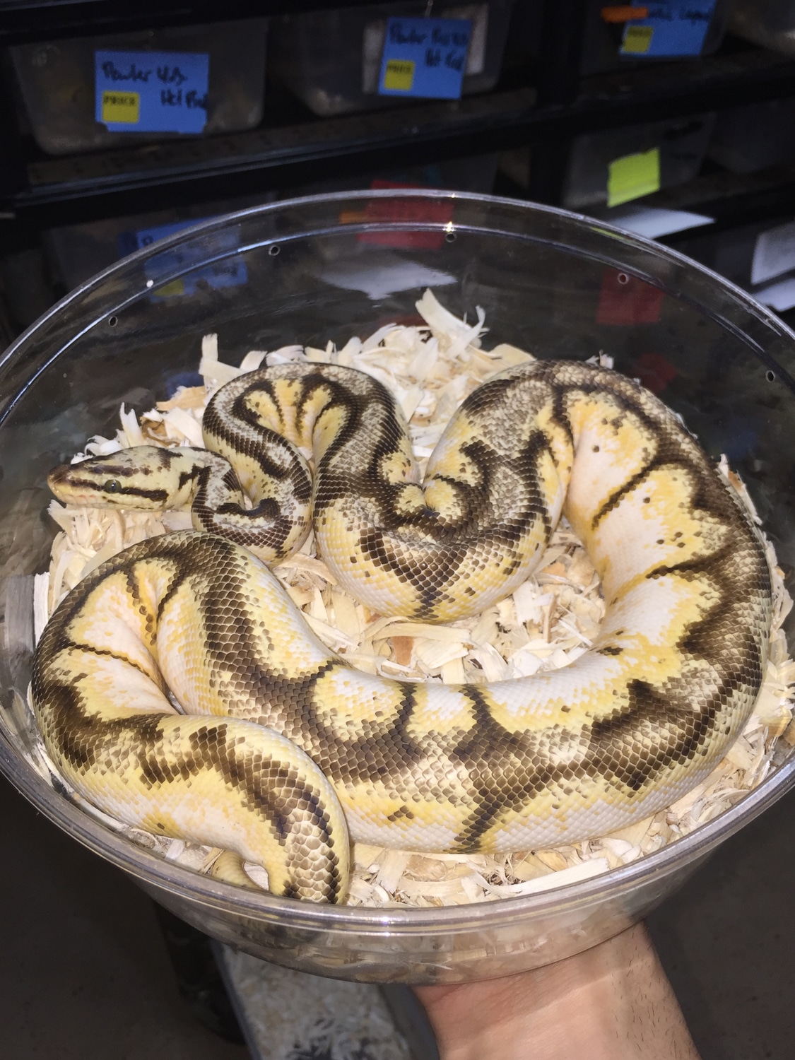 Citrus Killer Calibee Ball Python by Trademark Exotics - MorphMarket