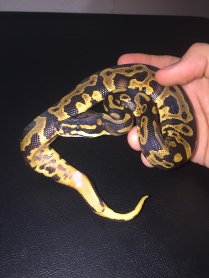 Leopard Spark Or Yellowbelly 100% Het. Pied Ball Python by Trademark ...