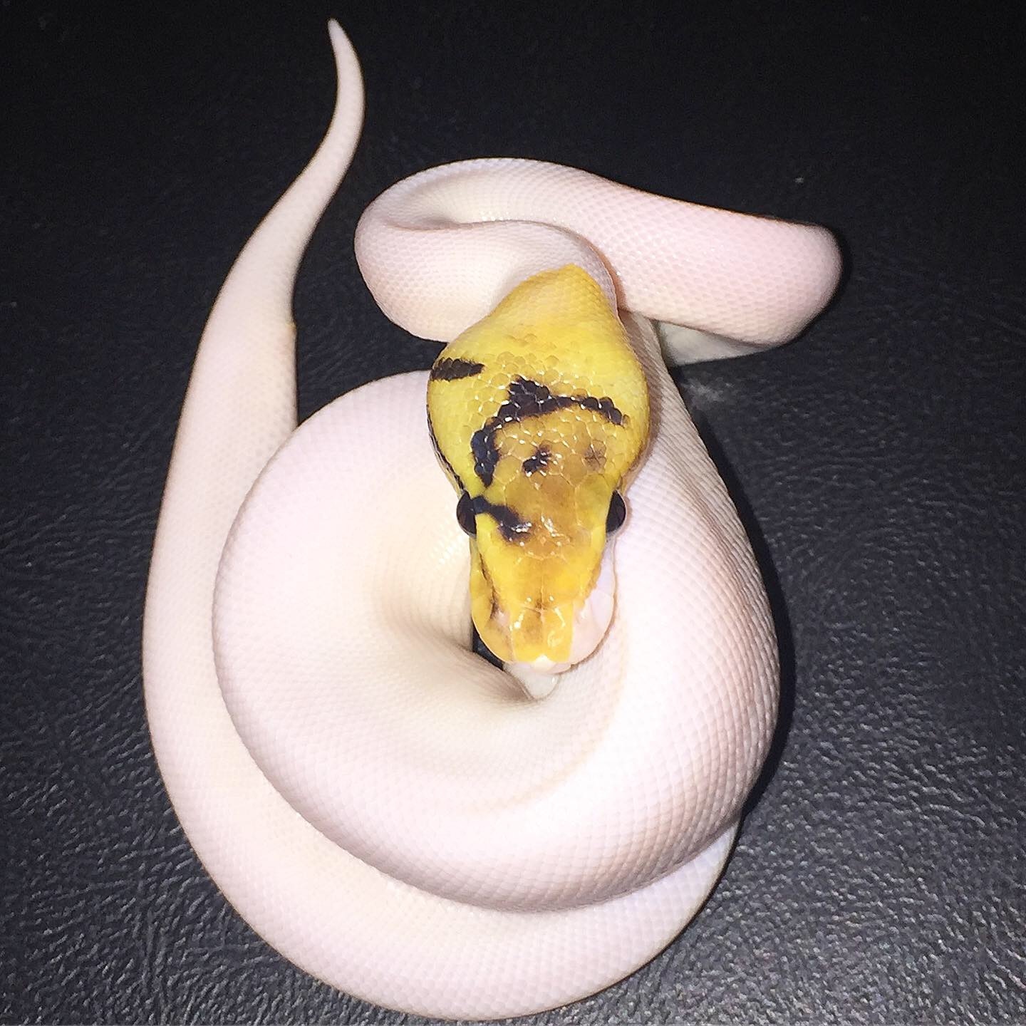 Spider Pied (Possible Super Pastel, Enchi, YB) Ball Python by Trademark ...