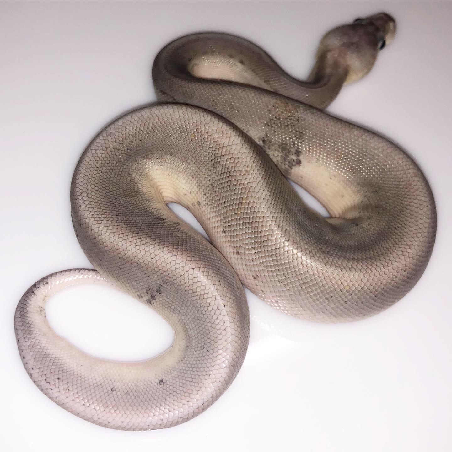 Sandblast Killer Gargoyle 100% Het Pied Ball Python by Trademark ...