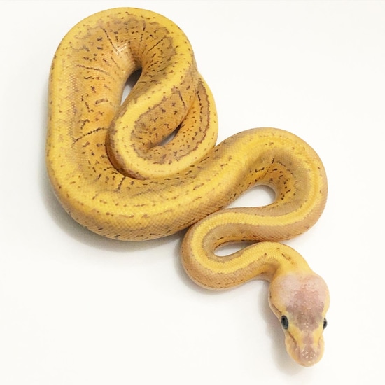 Superblast Ball Python by Trademark Exotics