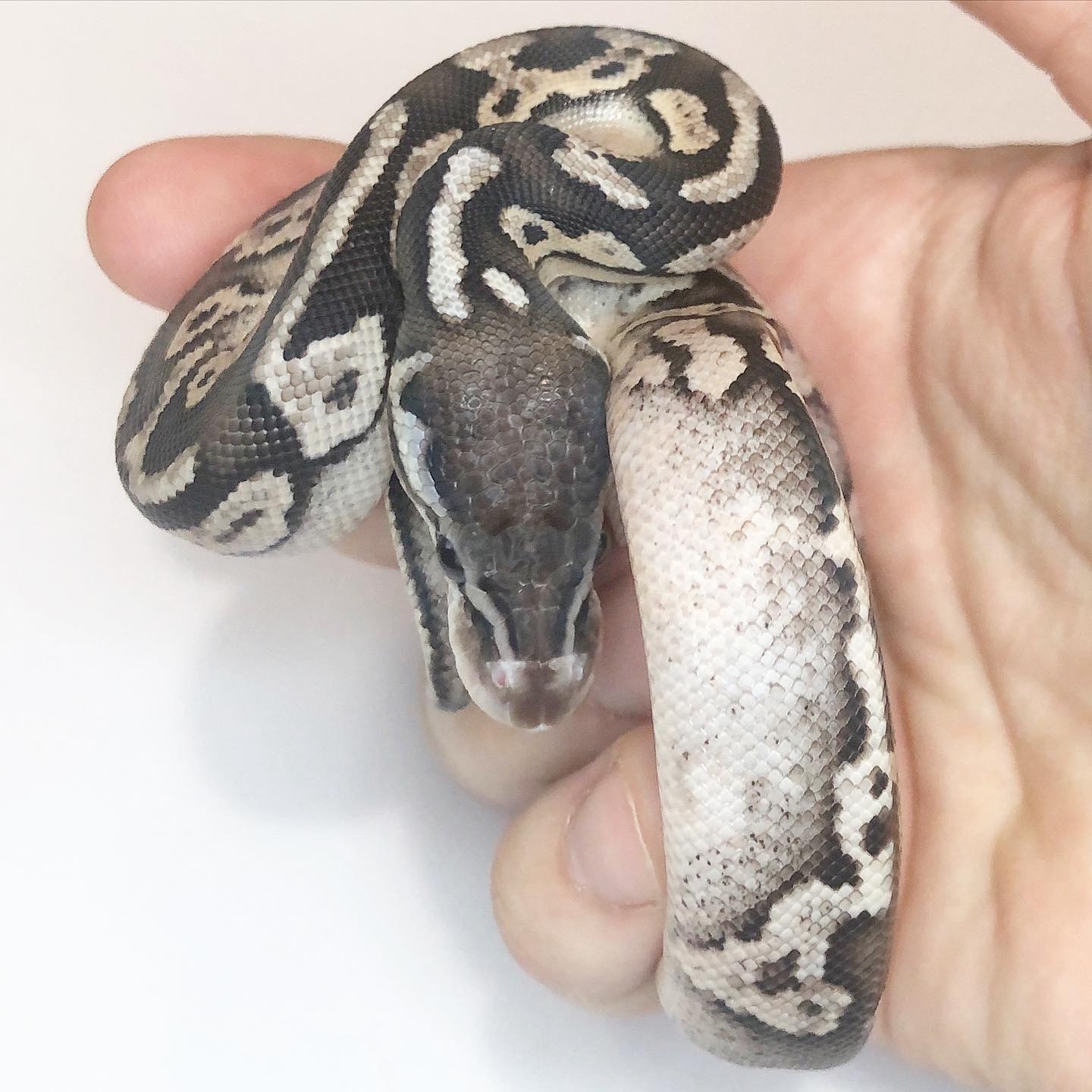 Pewter (Probable Sandblast) 100% Het. Pied Ball Python by Trademark ...