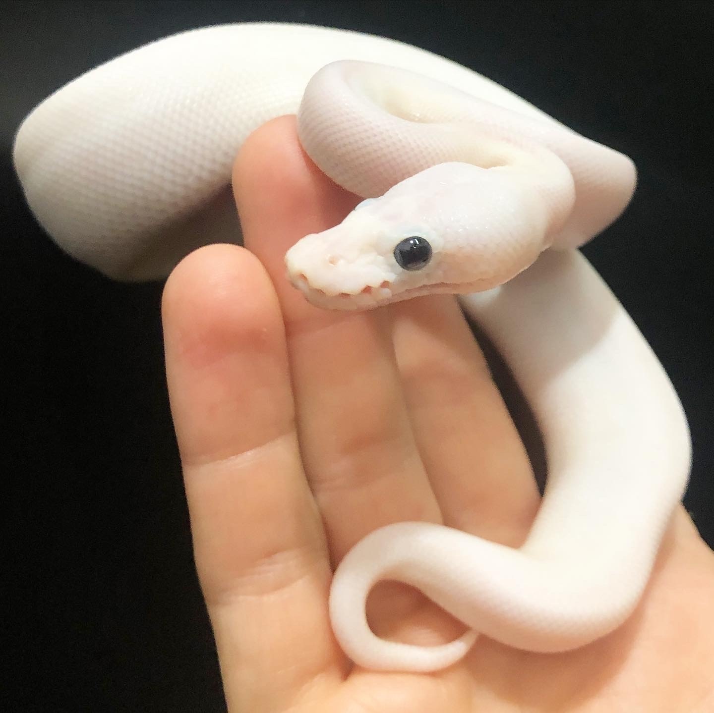 Super Cinnamon Pied (Possible Sandblast & Possible Pastel) Ball Python ...
