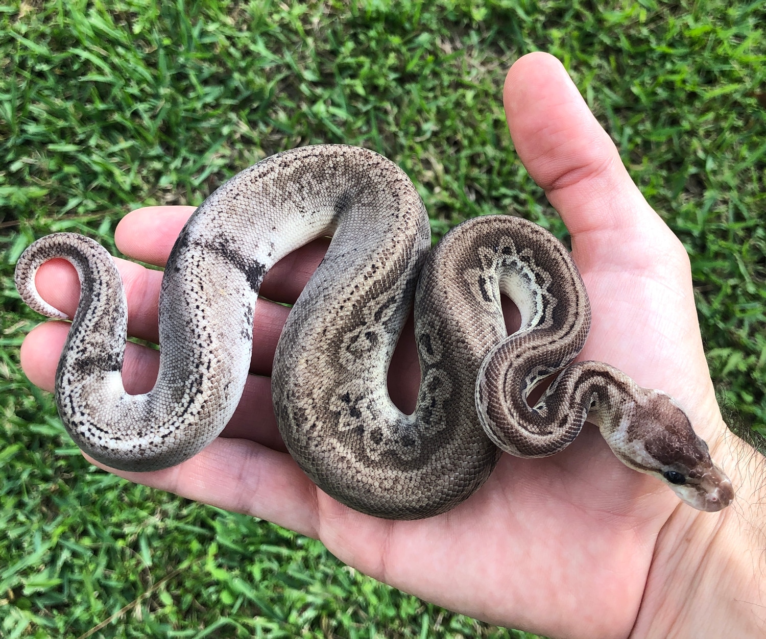 Leopard Pastel Gargoyle 100% Het Pied (Probable Sandblast) Ball Python ...
