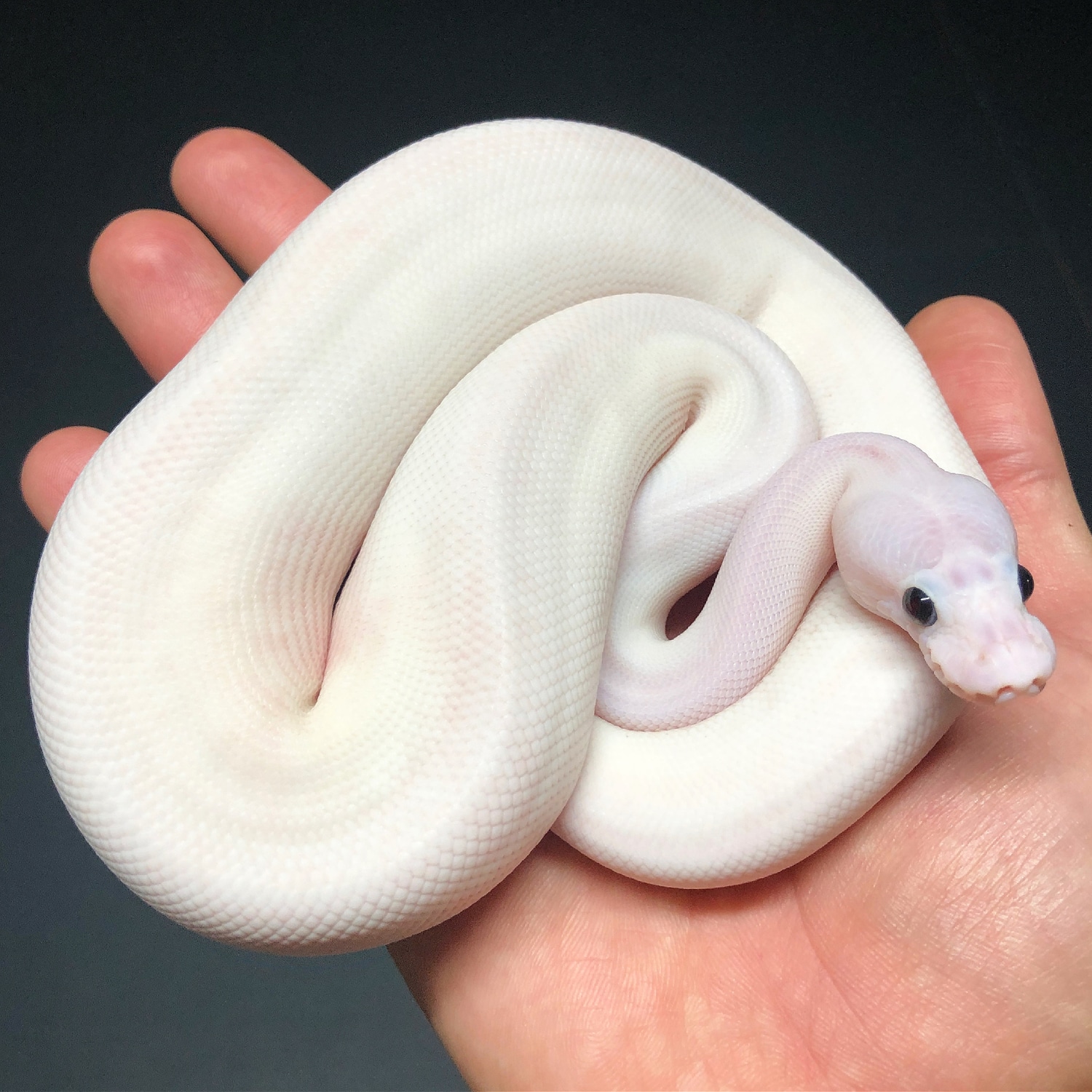 Gargoyle Pastel Pied (Possible Leopard And Sandblast) Ball Python by Trademark Exotics - MorphMarket