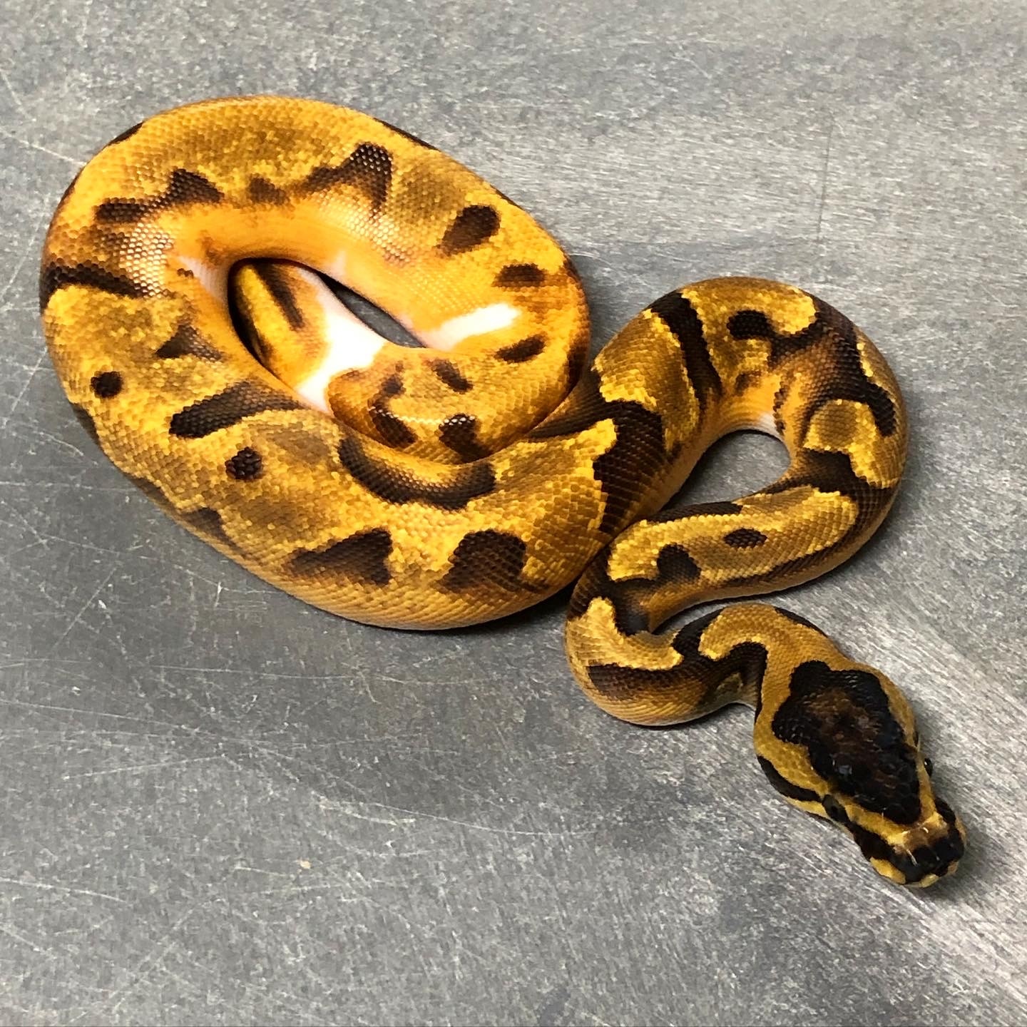 Super Enchi Pied (Pos. OD) Ball Python by Trademark Exotics - MorphMarket