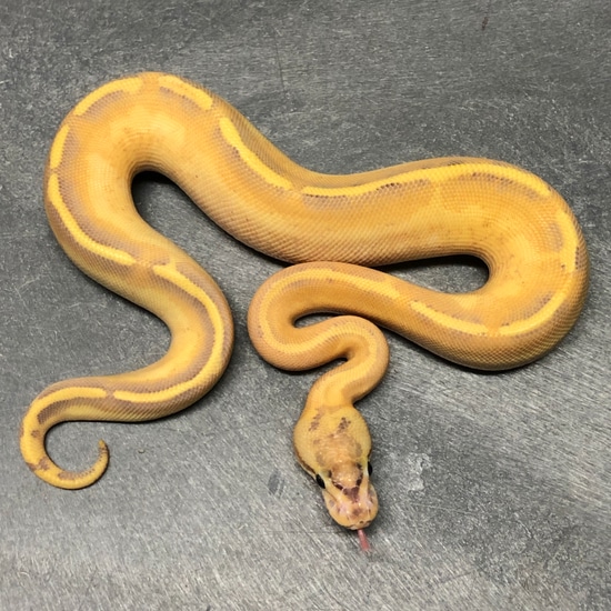 Enchi Puma Het Pied Ball Python by Trademark Exotics