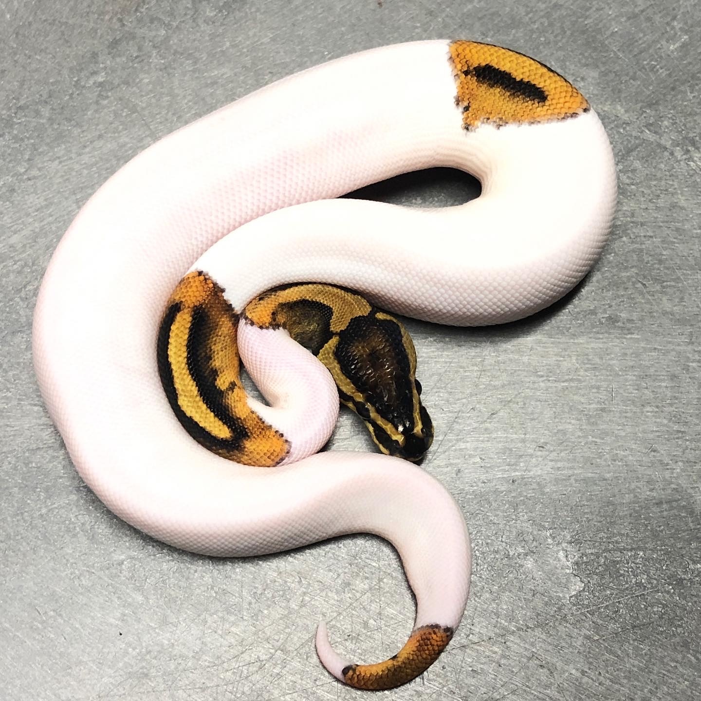 Pied Het Lavender Ball Python by Trademark Exotics - MorphMarket