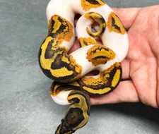 Enchi Yellowbelly Pied Ball Python by Trademark Exotics - MorphMarket