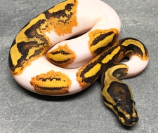 Enchi Yellowbelly Pied Ball Python by Trademark Exotics - MorphMarket
