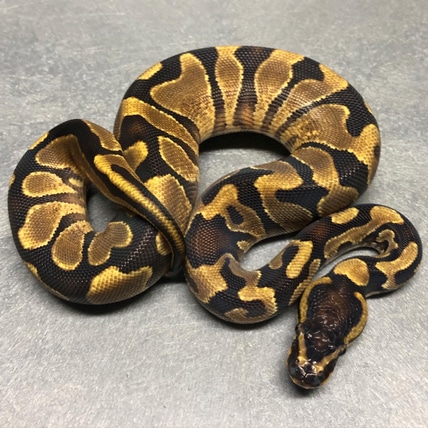 (Super) Leopard Red Axanthic Pastel Het Pied Ball Python by Trademark ...