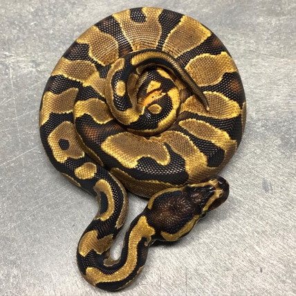 Urban Camo Ball Python by Trademark Exotics - MorphMarket