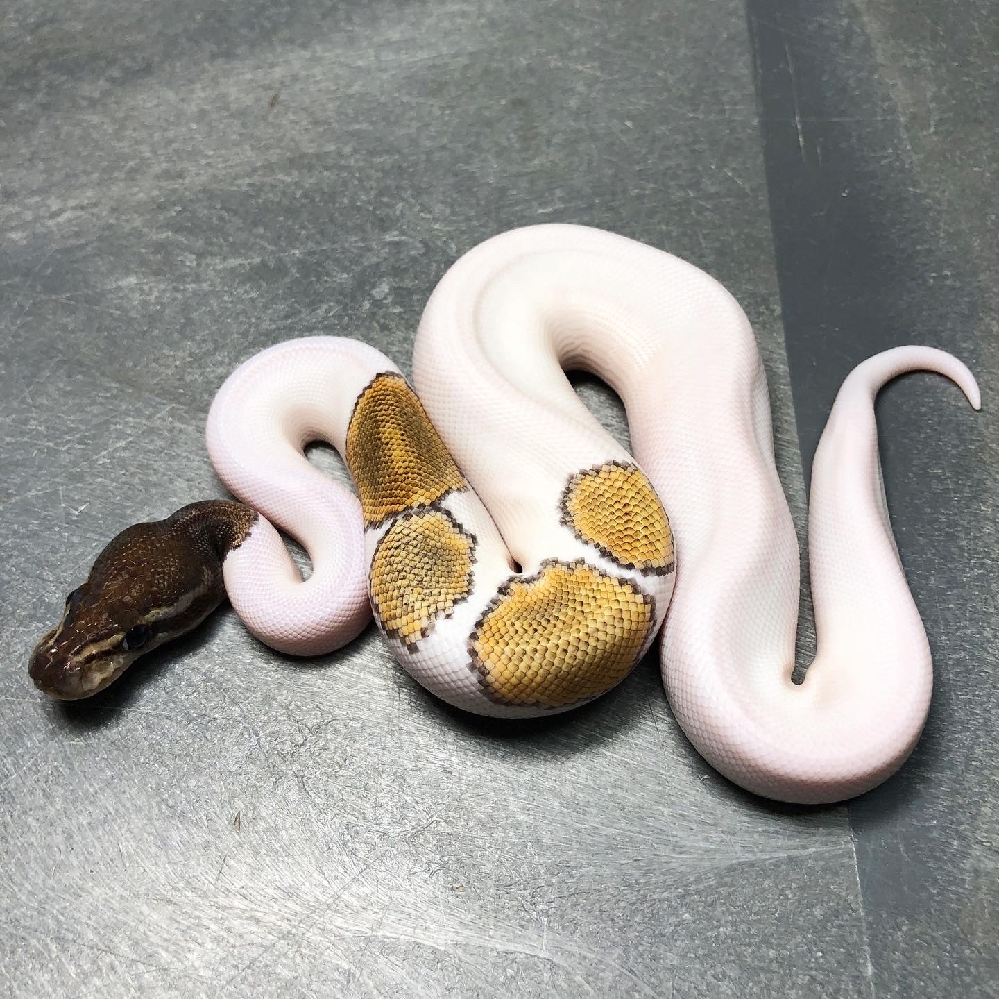 Mojave Pied Het Lavender (Pos.Leo) Ball Python by Trademark Exotics ...
