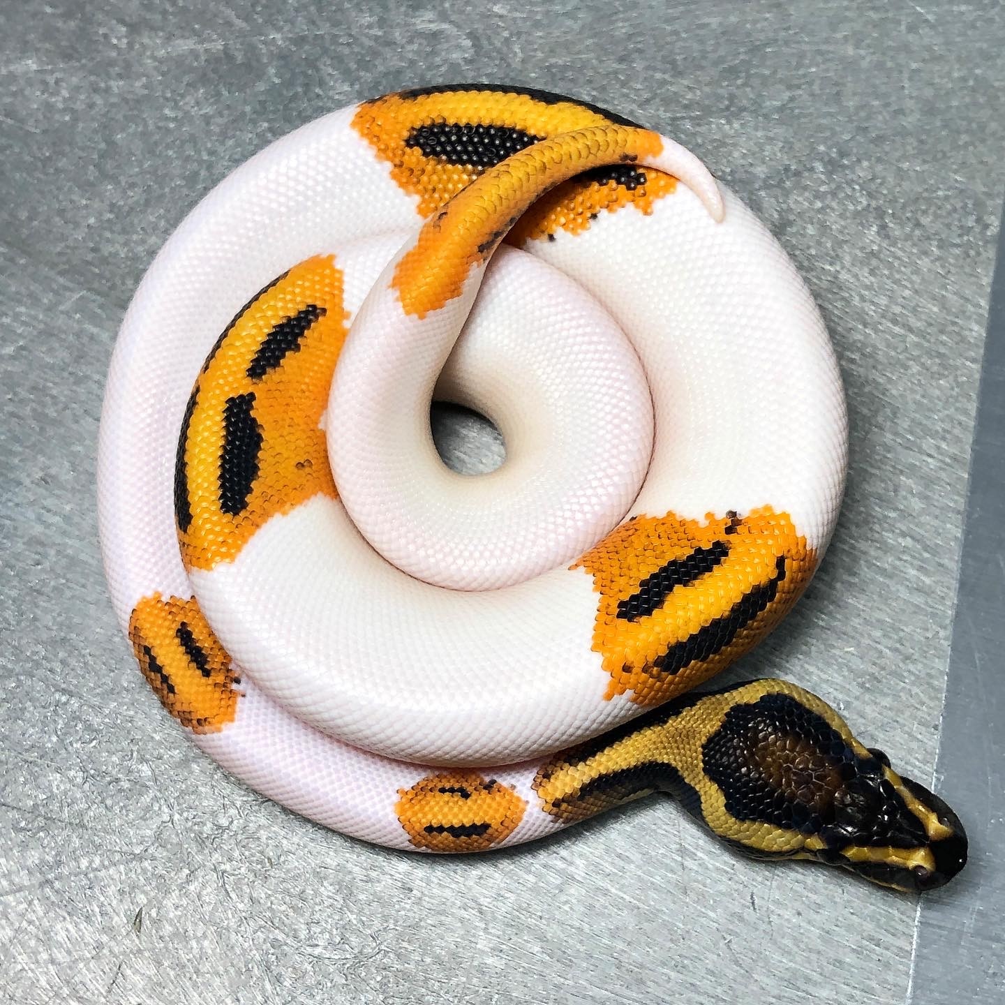Orange Dream Yellowbelly Pied Ball Python by Trademark Exotics ...