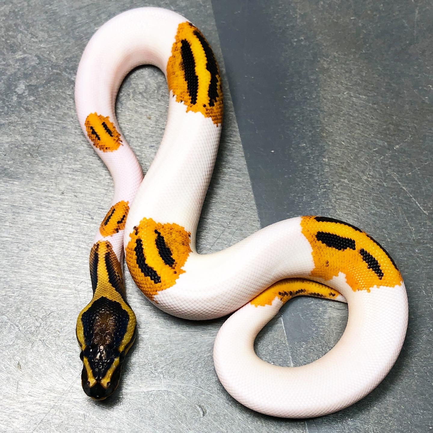 Orange Dream Yellowbelly Pied Ball Python by Trademark Exotics ...