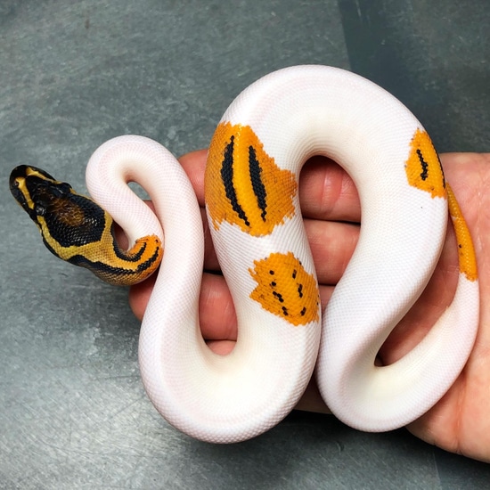 Orange Dream Yellowbelly Pied Ball Python by Trademark Exotics ...