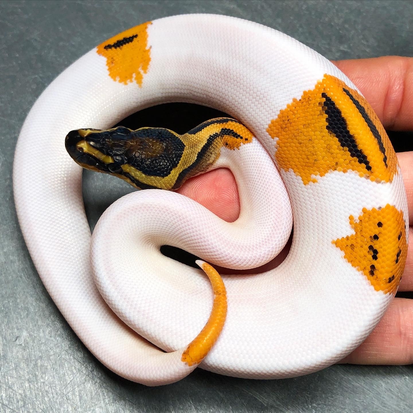 Orange Dream Yellowbelly Pied Ball Python by Trademark Exotics ...