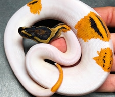 Orange Dream Yellowbelly Pied Ball Python by Trademark Exotics ...