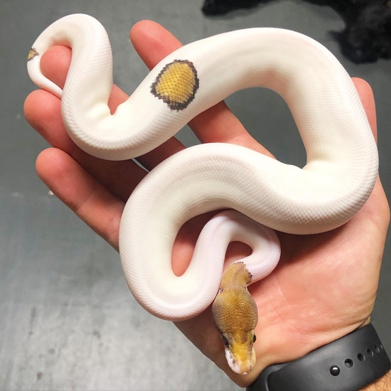 Mojave Pied 100% Het Lavender Albino (Pos. Enchi, Pinstripe & Pastel ...