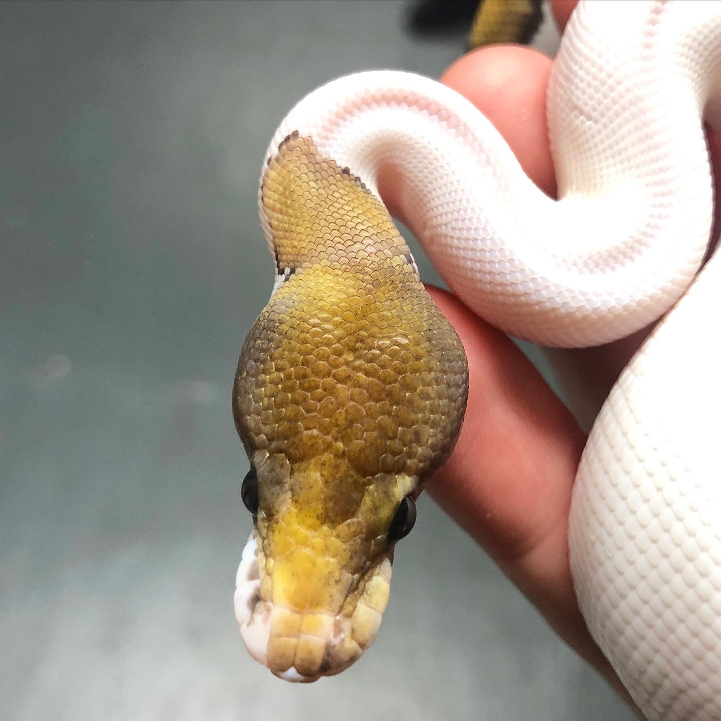 Mojave Pied 100% Het Lavender Albino (Pos. Enchi, Pinstripe & Pastel ...