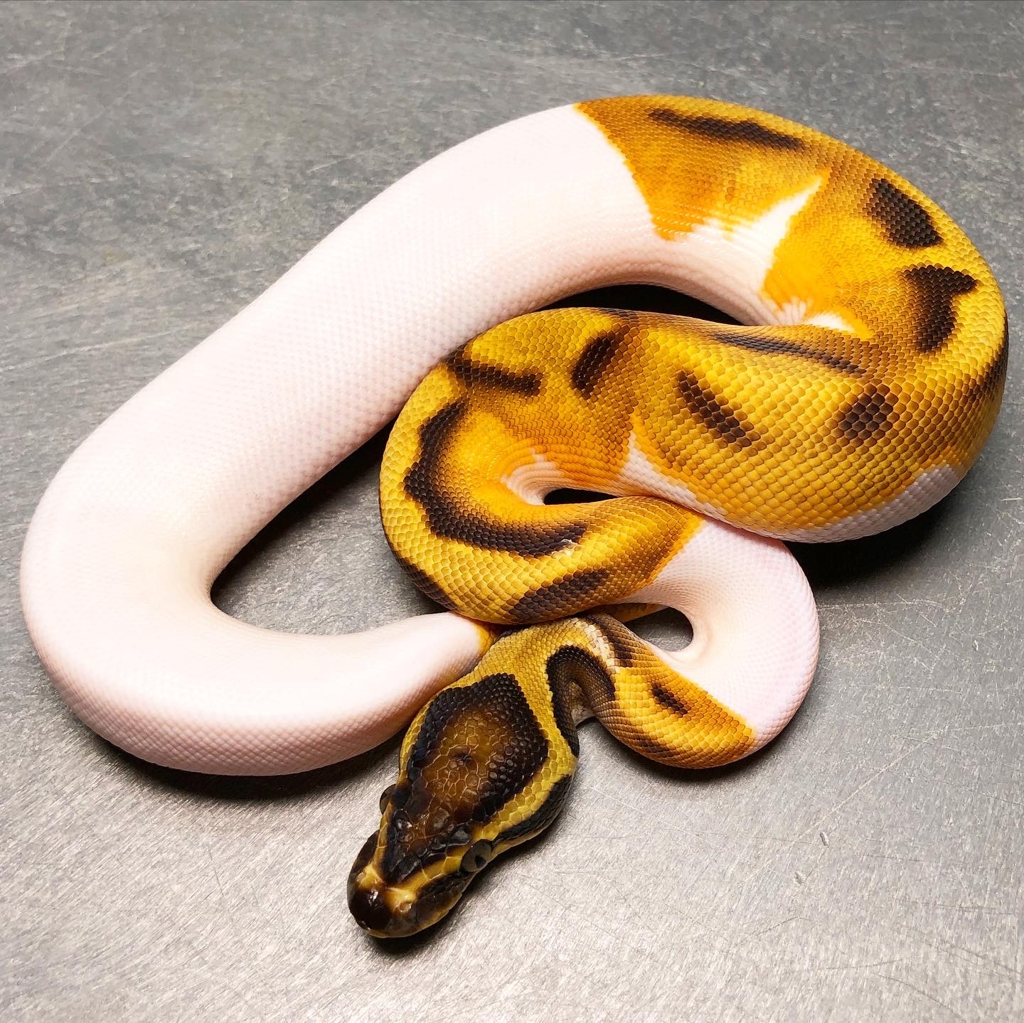 Orange Dream Enchi Pied Ball Python by Trademark Exotics - MorphMarket