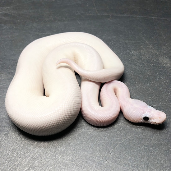 “White Wedding” Bee Pied Ball Python by Trademark Exotics
