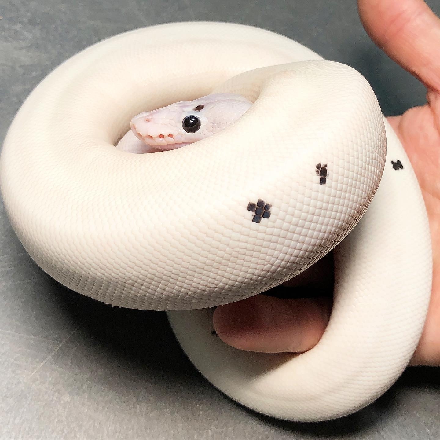 Pastel Super Cinnamon Pied (Pos. Super Sandblast/Super Pastel) Ball Python by Trademark Exotics ...