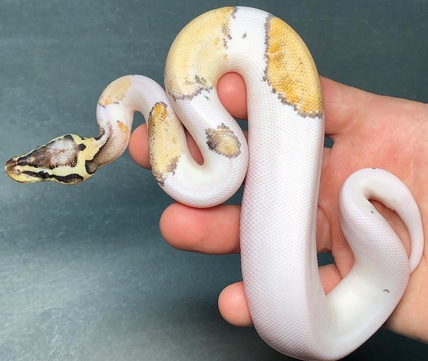 Pastel Super Cinnamon Pied (Pos. Super Sandblast/Super Pastel) Ball Python by Trademark Exotics ...