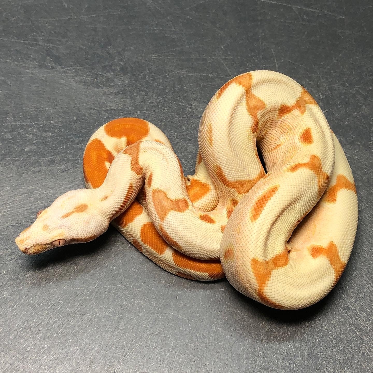 Sunglow Albino (Pos. Super Sunglow) Boa Constrictor by Trademark ...