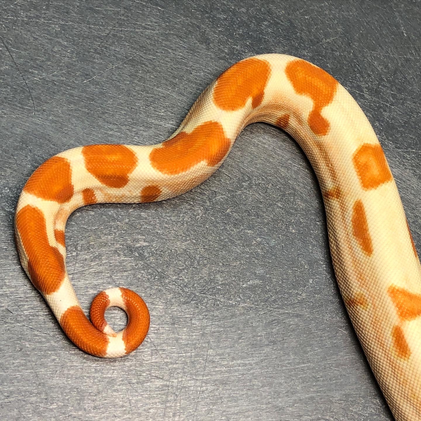 Sunglow Albino (Pos. Super Sunglow) Boa Constrictor by Trademark ...