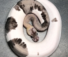 Urban Camo Ball Python by Trademark Exotics - MorphMarket