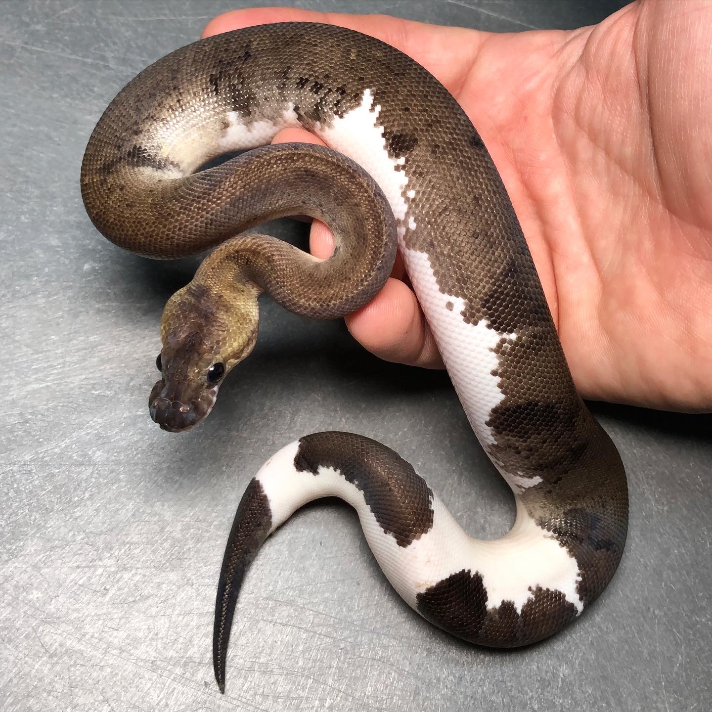 Urban Camo Bullet Ball Python by Trademark Exotics - MorphMarket