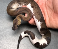 Urban Camo Bullet Ball Python by Trademark Exotics - MorphMarket