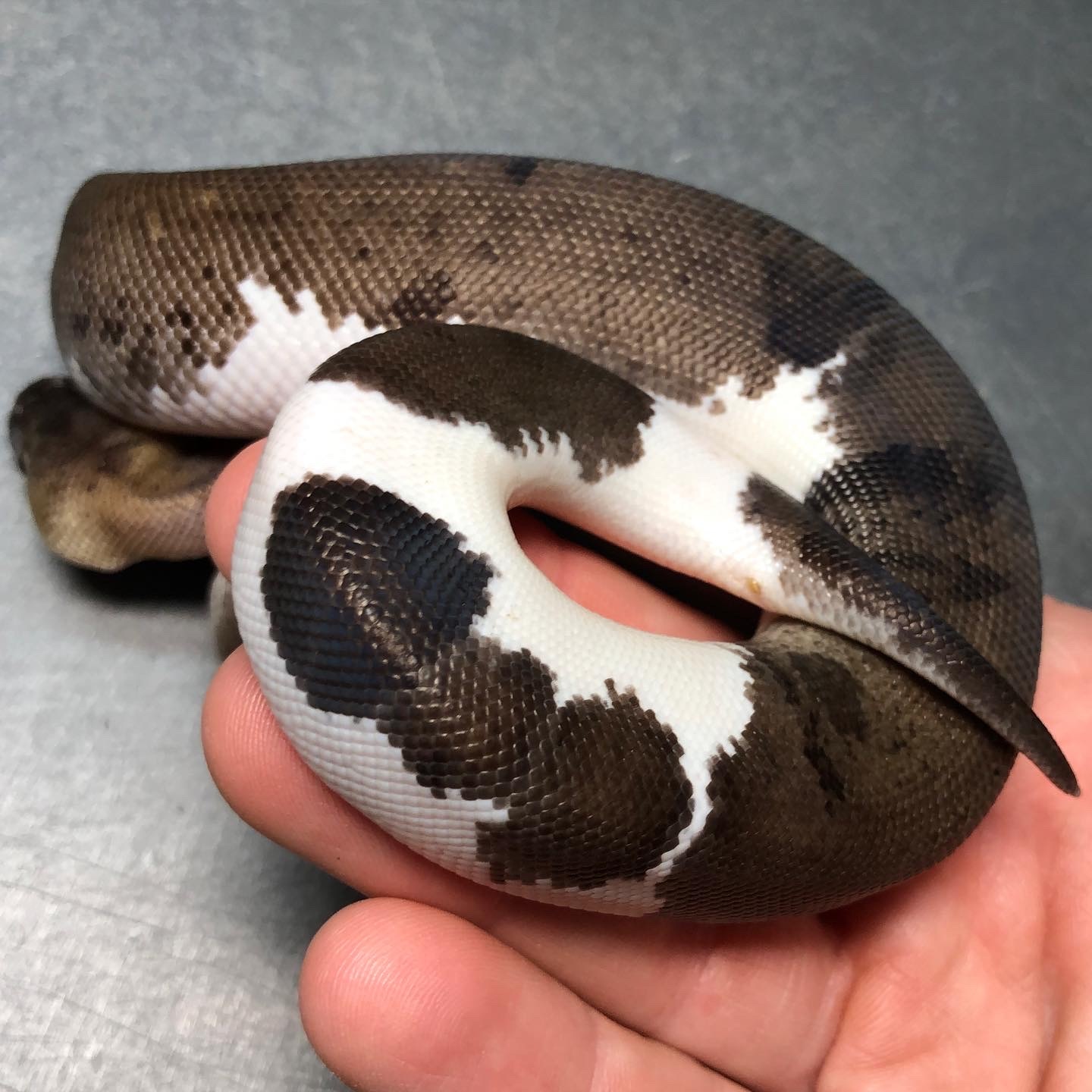 Urban Camo Bullet Ball Python by Trademark Exotics - MorphMarket