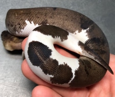 Urban Camo Bullet Ball Python by Trademark Exotics - MorphMarket