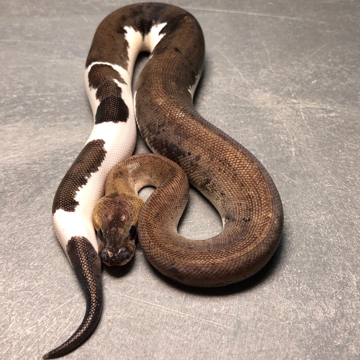 Urban Camo Bullet Ball Python by Trademark Exotics - MorphMarket