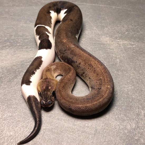 Urban Camo Bullet Ball Python by Trademark Exotics