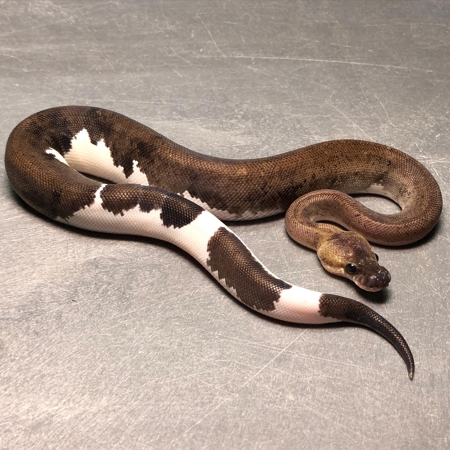 Urban Camo Bullet Ball Python by Trademark Exotics - MorphMarket